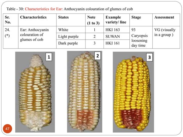 DUS Test Guidelines for Maize | PPTX