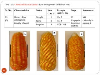 DUS Test Guidelines for Maize | PPTX
