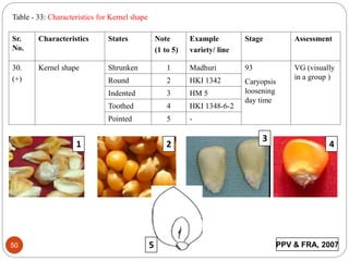 DUS Test Guidelines for Maize | PPTX
