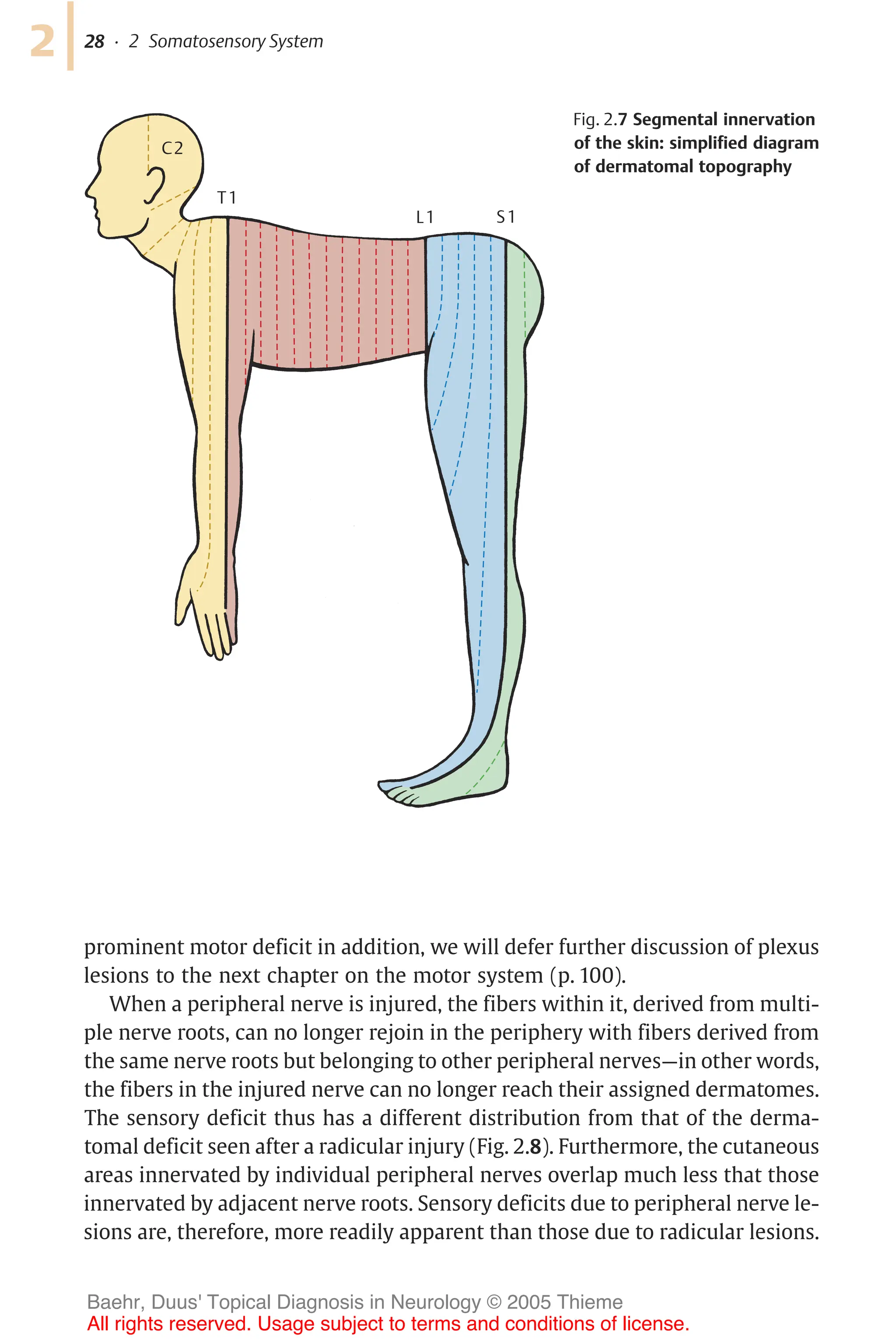 duus neurology.pdf anatomy. phisiology/// | PDF