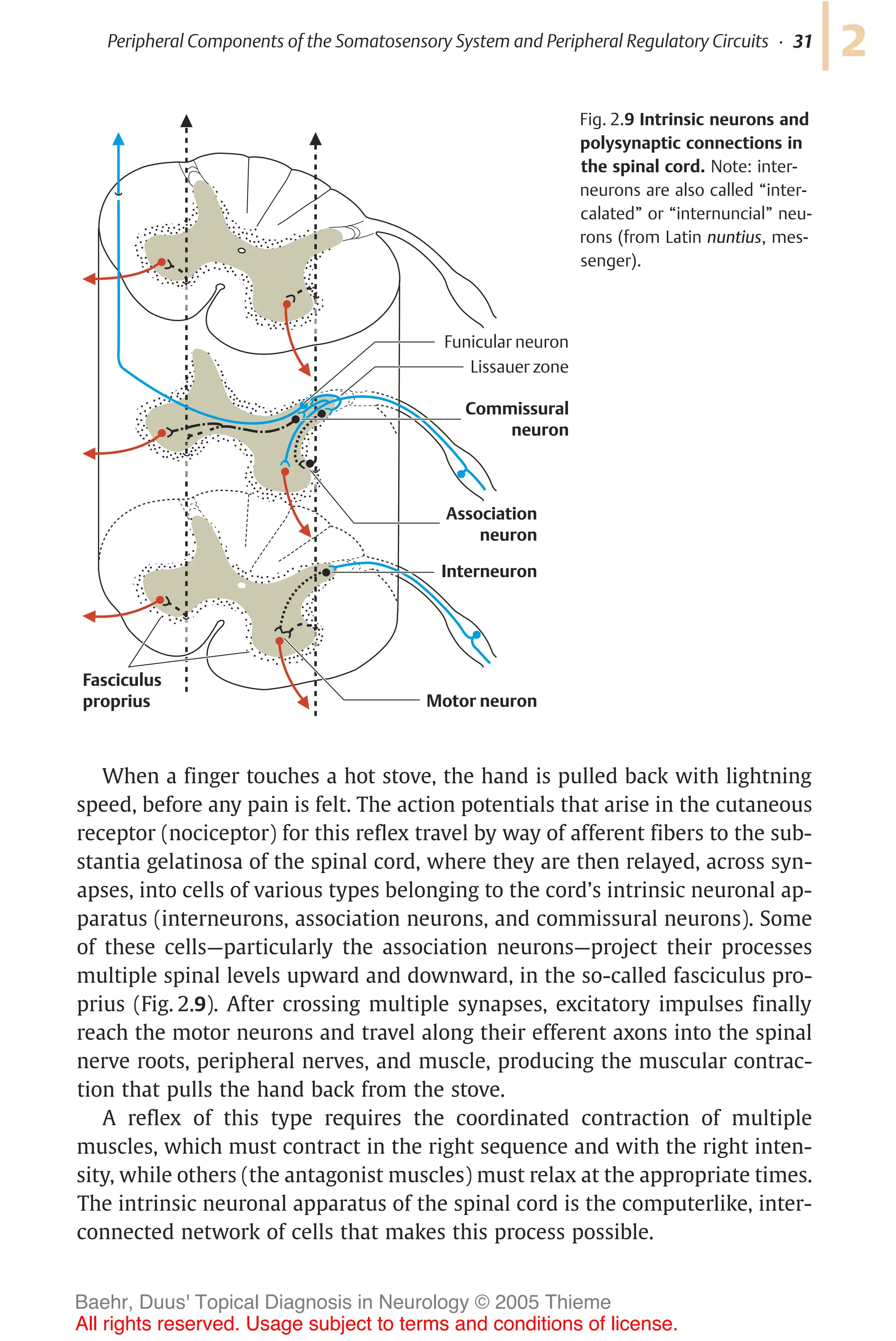 duus neurology.pdf anatomy. phisiology/// | PDF