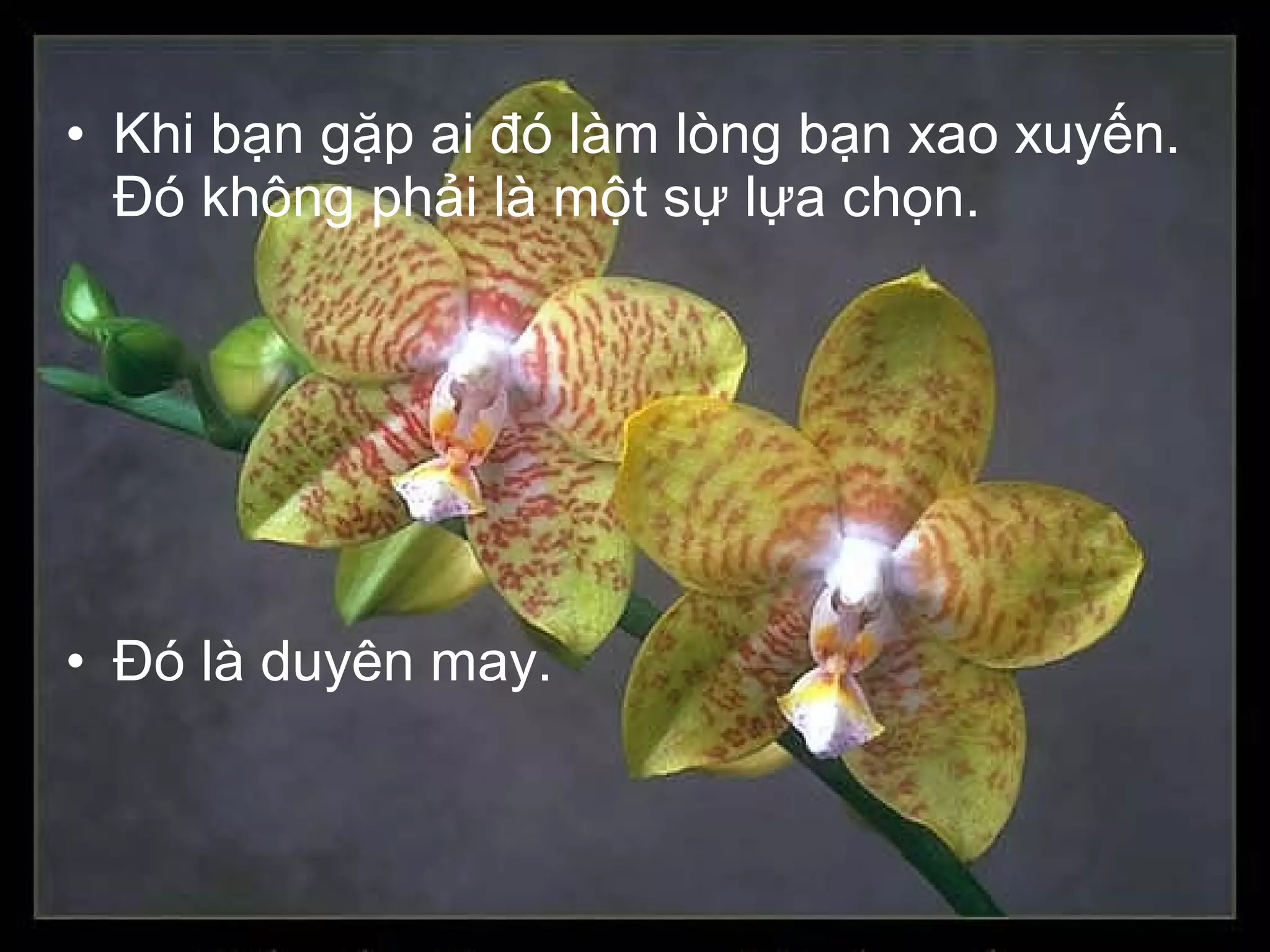 Duyen may & su lua chon | PPT