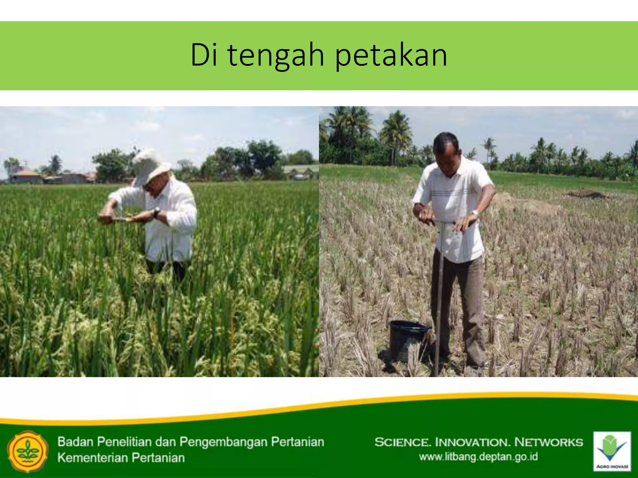 Sampling contoh tanah | PPTX