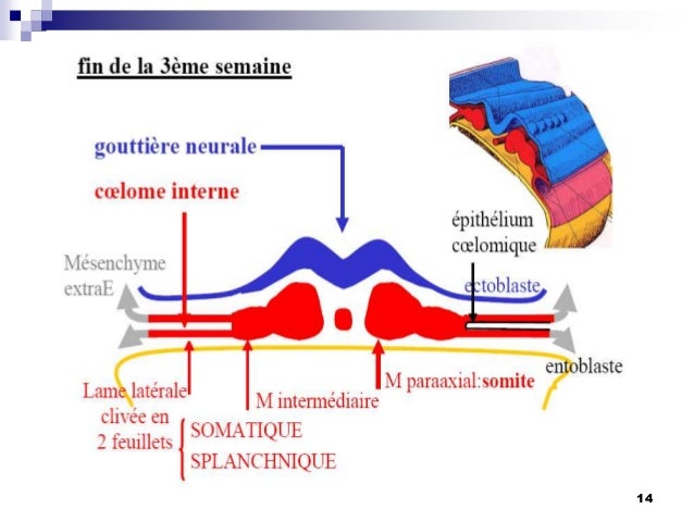Développement embryonnaire-de-la-3ème-semaine