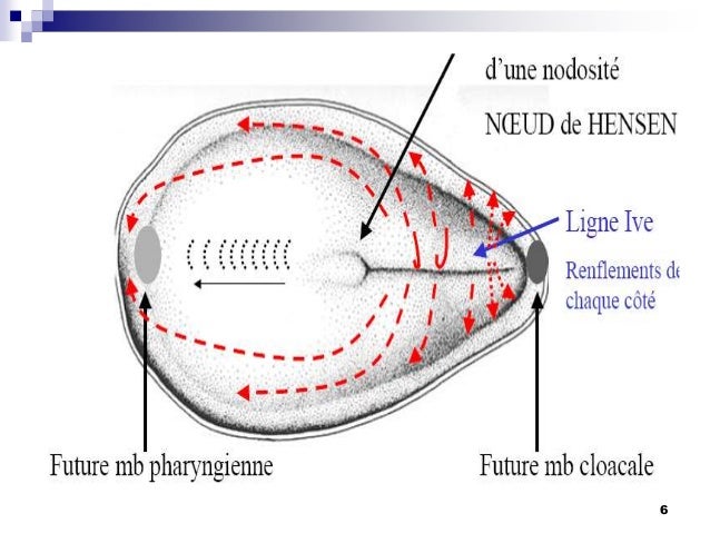 Développement embryonnaire-de-la-3ème-semaine