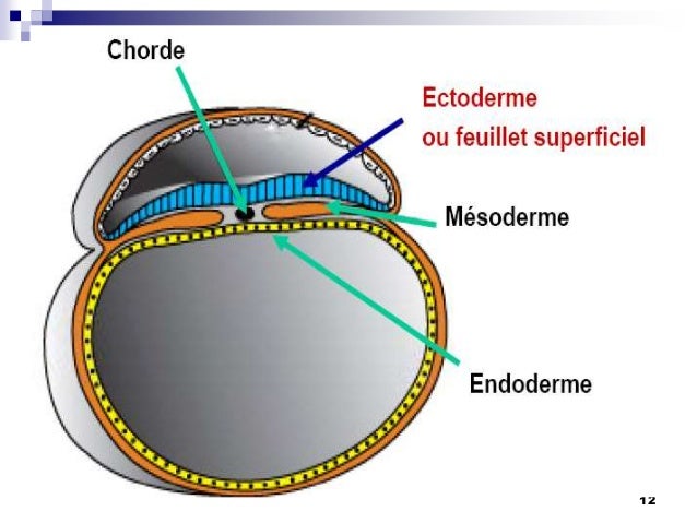 Développement embryonnaire-de-la-3ème-semaine