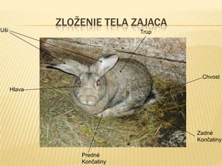 Dávid a zajace | PPT