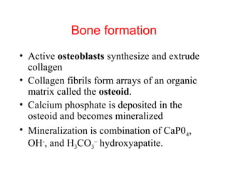 Calcium homeostasis: PTH, calcitonin and vitamin D3 | PPT