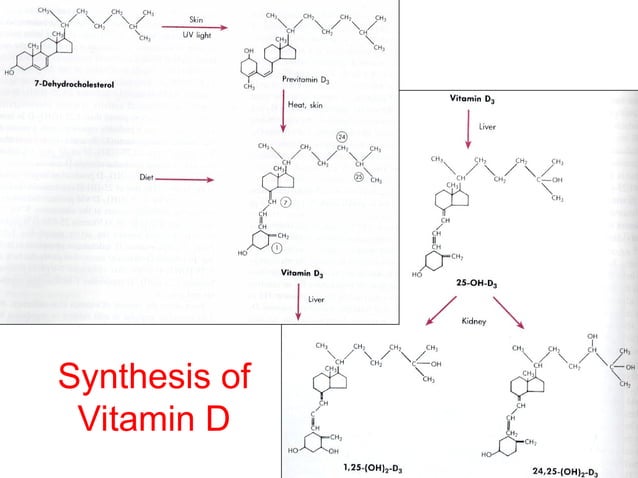 Calcium homeostasis: PTH, calcitonin and vitamin D3 | PPT | Bone and ...