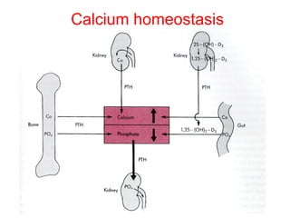 Calcium homeostasis: PTH, calcitonin and vitamin D3 | PPT