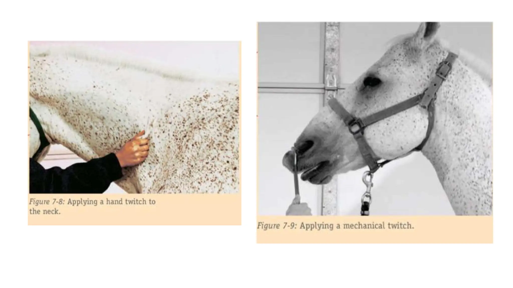 DVM2D-HORSE-Handling-Restraining-Procedures.pdf