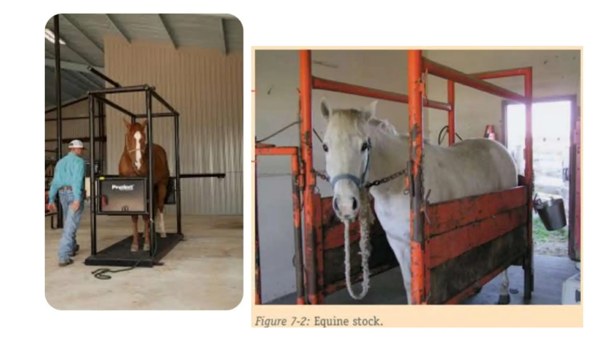 DVM2D-HORSE-Handling-Restraining-Procedures.pdf