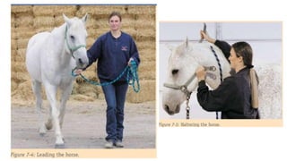 DVM2D-HORSE-Handling-Restraining-Procedures.pdf