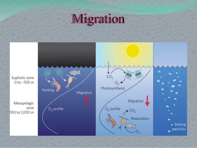 Diel Vertical Migration - "A Study of Marine Plankton"