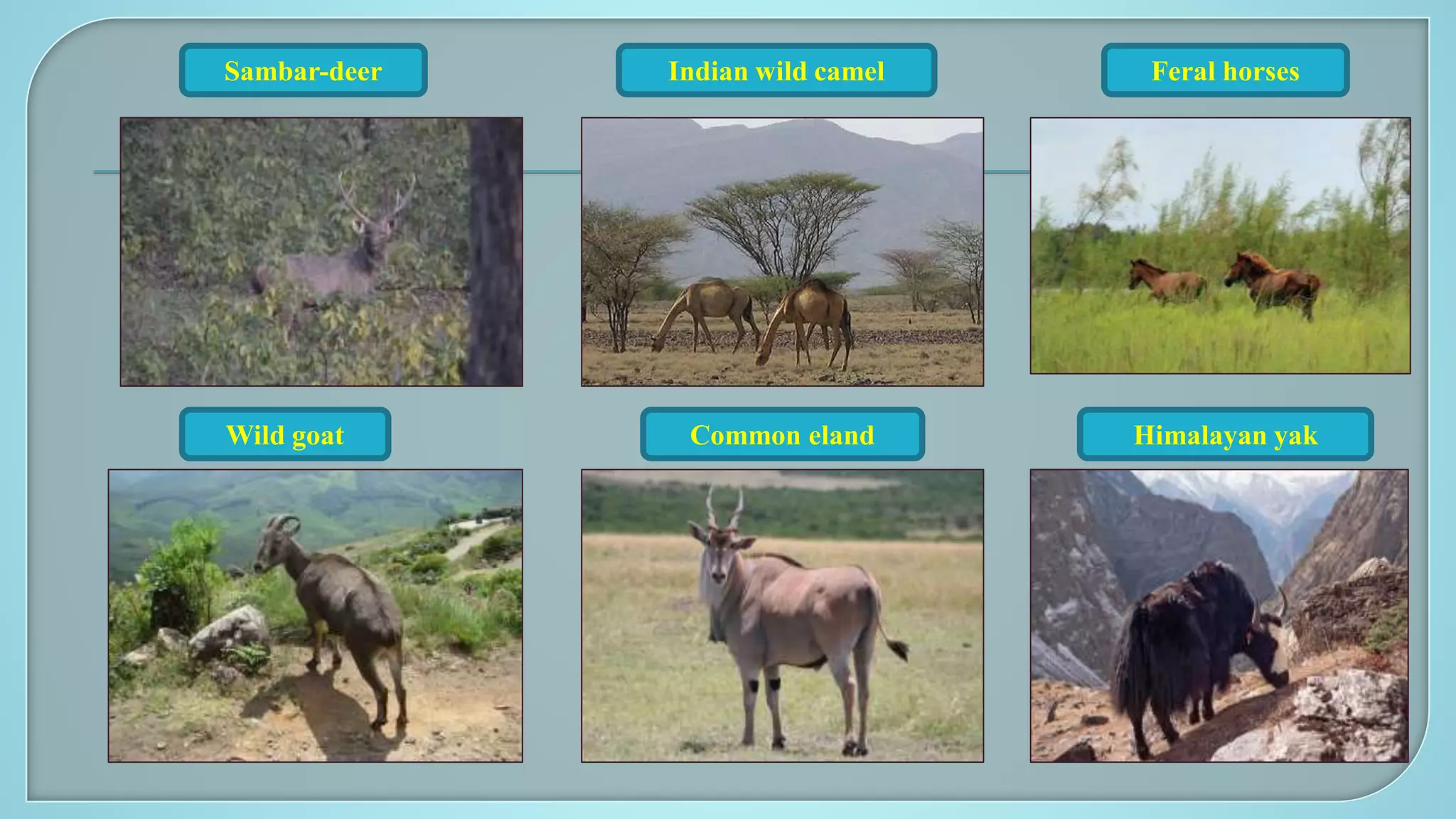 CHEMICAL IMMOBILIZATION AND ANAESTHETIC PROTOCOLS FOR WILD HERBIVORES ...