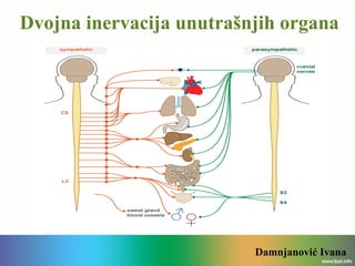 Dvojna inervacija unutrašnjih organa | PPT