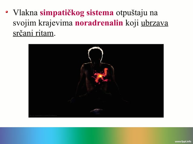 Dvojna inervacija unutrašnjih organa | PPT