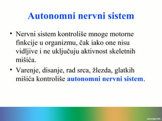 Dvojna inervacija unutrašnjih organa | PPT