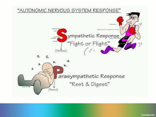 Dvojna inervacija unutrašnjih organa | PPT