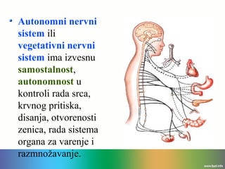 Dvojna inervacija unutrašnjih organa | PPT