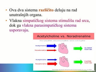Dvojna inervacija unutrašnjih organa | PPT