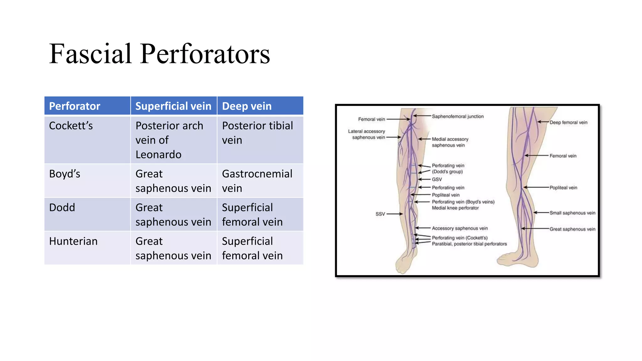 Varicose Veins and Deep Vein Thrombosis | PPTX