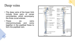 Varicose Veins and Deep Vein Thrombosis | PPTX