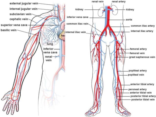 Dvt for nurses | PPTX | Rail Travel | Travel Type