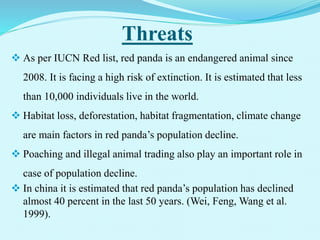 Red panda | PPTX
