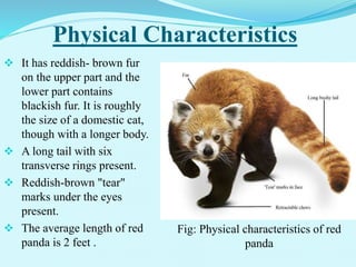 Red panda | PPTX