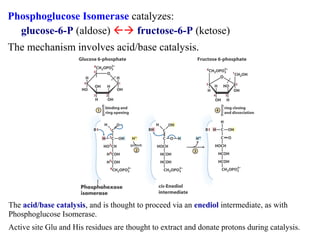 Isomerase In Glycolysis