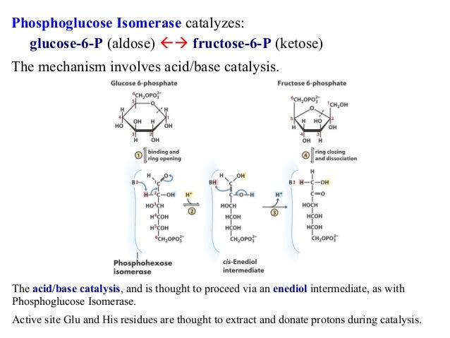 13 Biochemistry _ Glycolysis