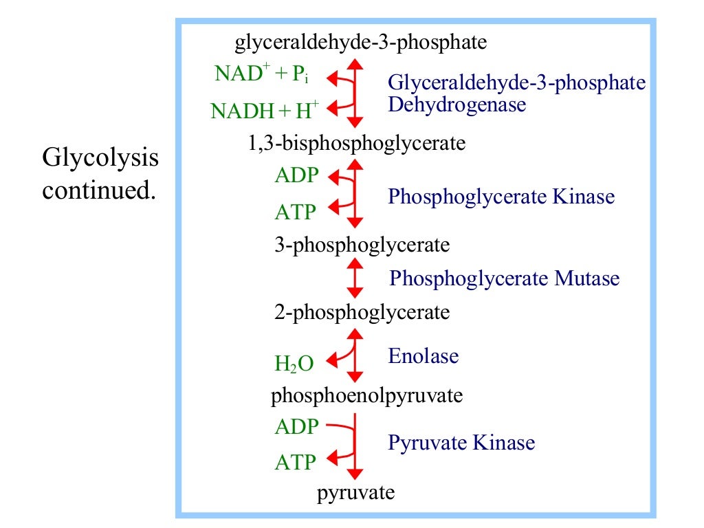 13 Biochemistry _ Glycolysis