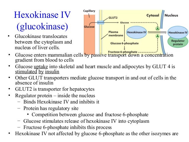 13 Biochemistry _ Glycolysis