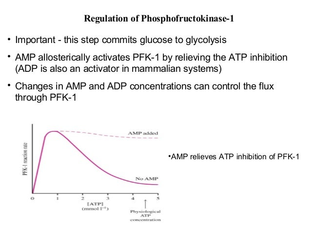 13 Biochemistry _ Glycolysis