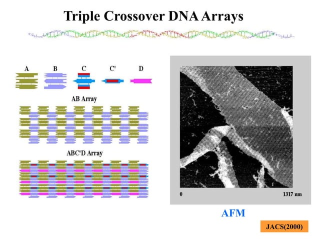 DNA mediated self assembly and structures | PPT