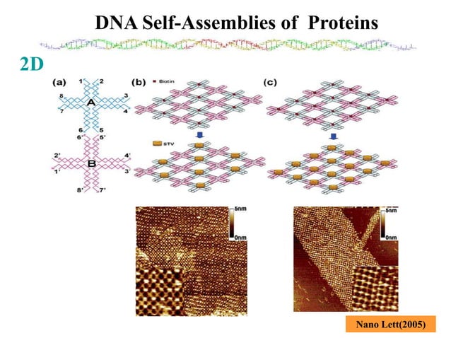 DNA mediated self assembly and structures | PPT