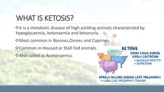 Diagnosis and Treatment of Ketosis | PPTX