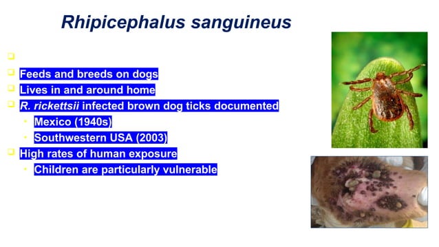 Diagnosis & Management of Scrub Typhus-.pptx