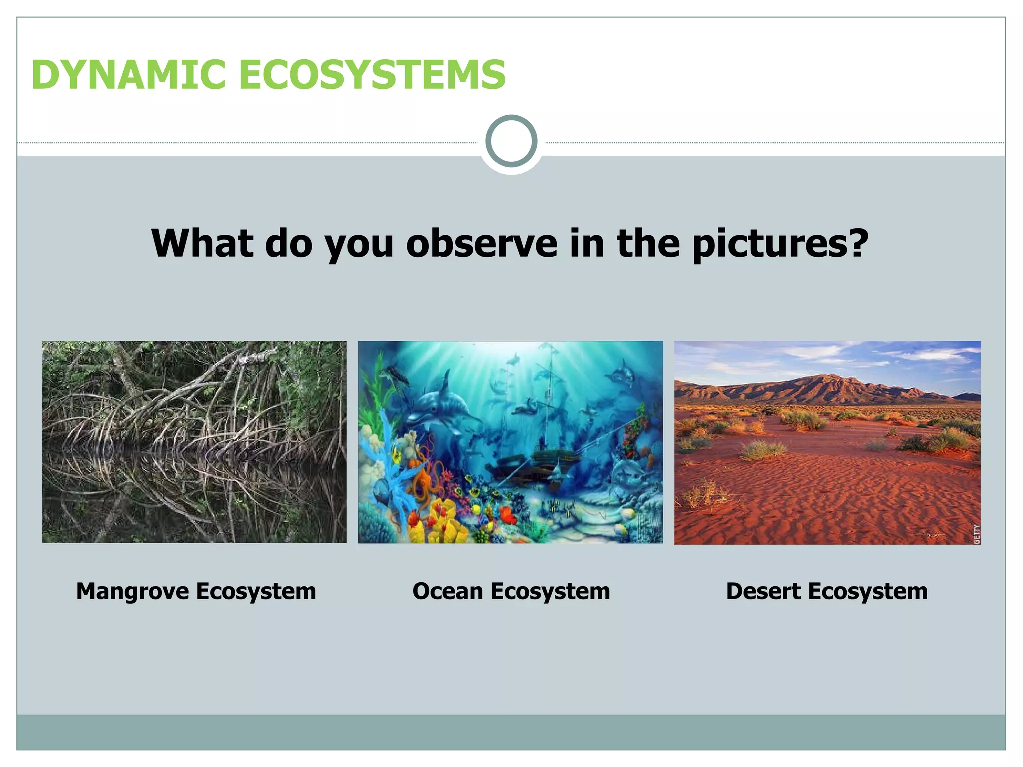 Dynamic ecosystem | PPT