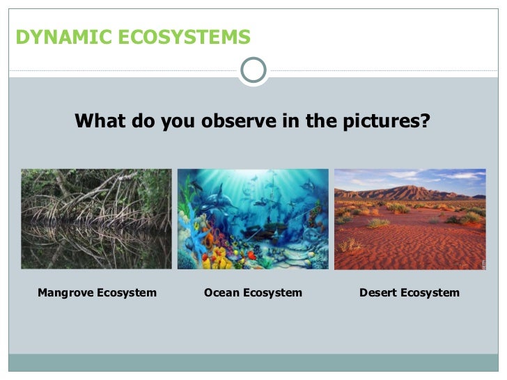Dynamic ecosystem