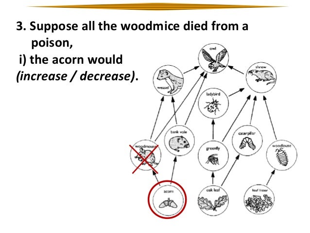 Biology Form 4 Chapter 8 :Dynamic Ecosystem Part 1 Biology Form 4 Chapter 8 :Dynamic Ecosystem Part 1