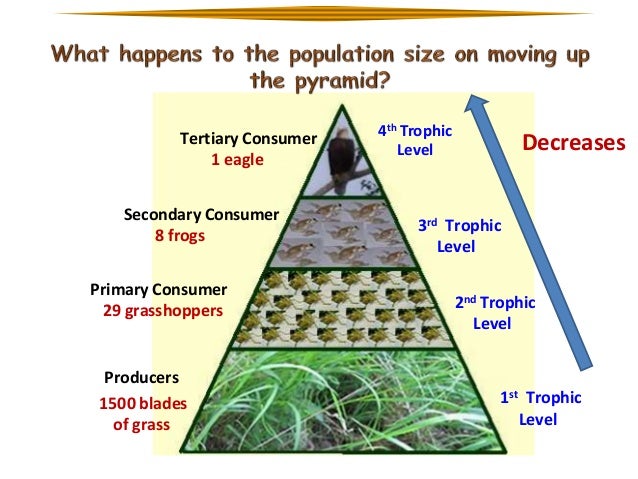 Biology Form 4 Chapter 8 :Dynamic Ecosystem Part 1 Biology Form 4 Chapter 8 :Dynamic Ecosystem Part 1