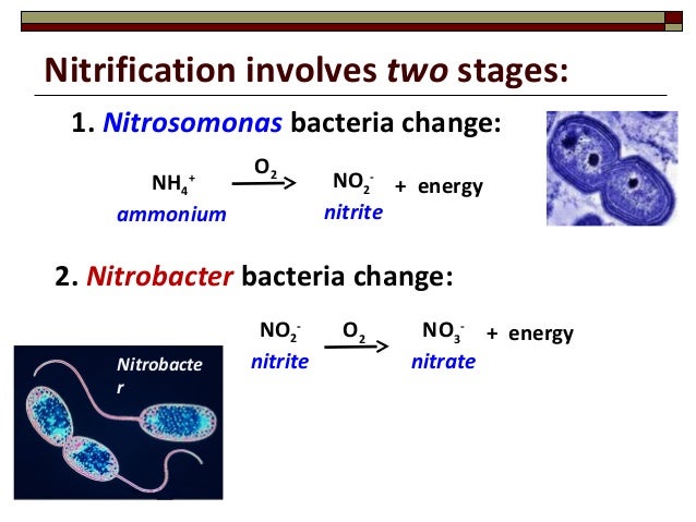 BIOLOGY FORM 4 CHAPTER 8 - DYNAMIC ECOSYSTEM PART 5