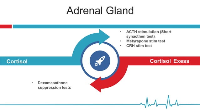 Dynamic endocrine tests | PPTX