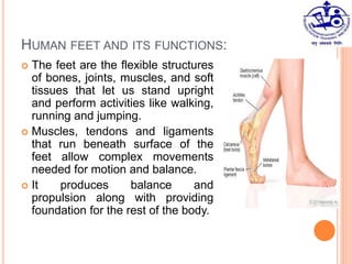 Dynamic response foot | PPT