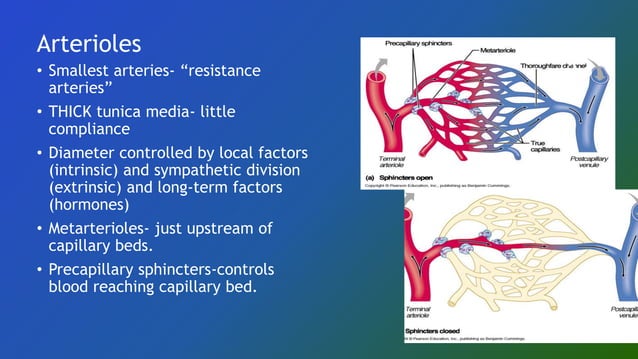 Dynamics of blood and lymph flow seminar 1pptx | PPTX