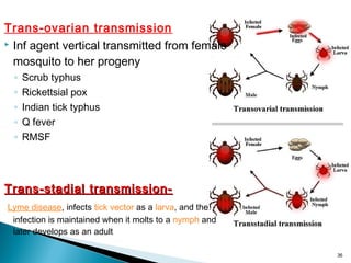 Dynamics of disease transmission | PPT