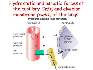 Pulmonary Capillaries