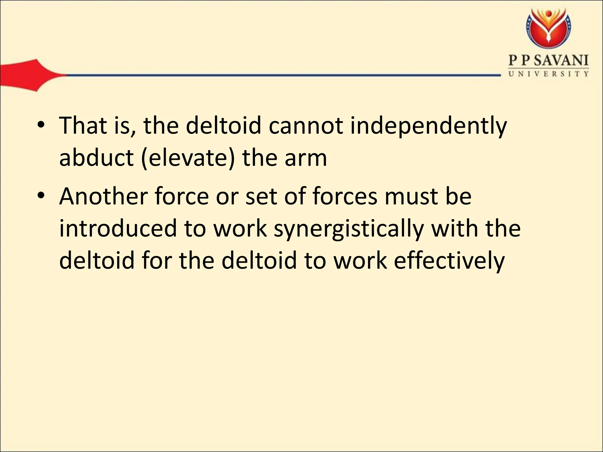 Dynamic stability of shoulder jointg.pdf